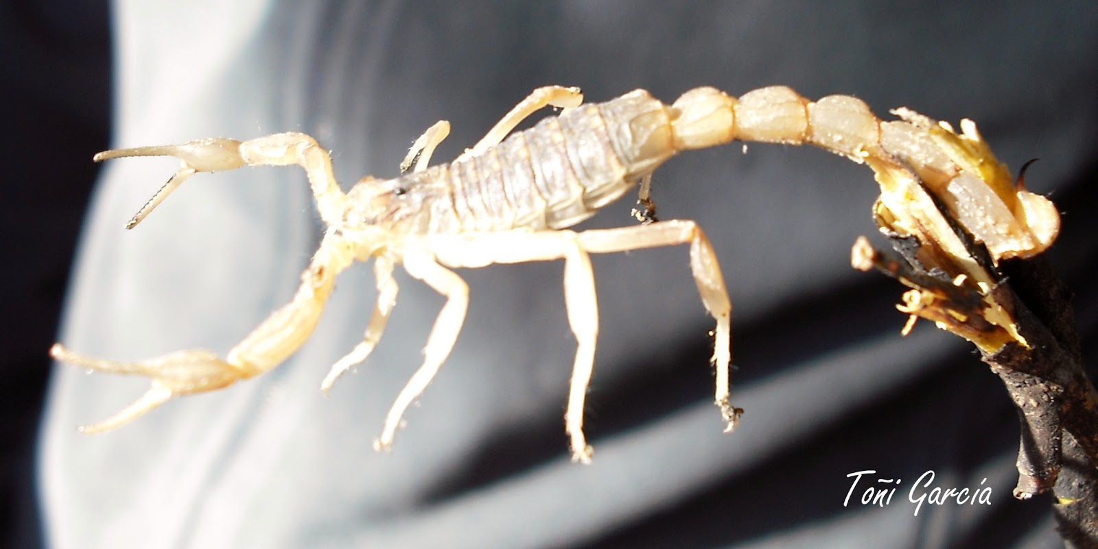 RUTAS - ESCAPADAS... Y OTRAS COSAS INTERESANTES: Alacrán