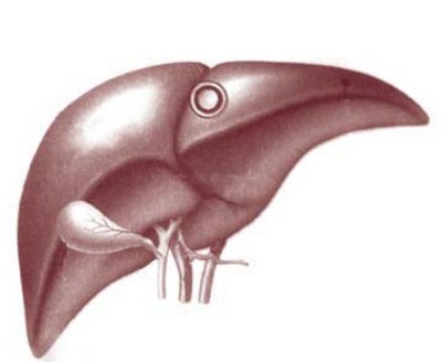 Sistem Ekskresi Pada Manusia - Kelas 9 - Antoncabon