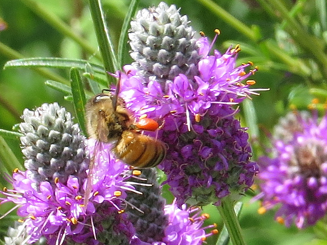 Penelopedia: Nature and Garden in Southern Minnesota: Prairie Flowers ...
