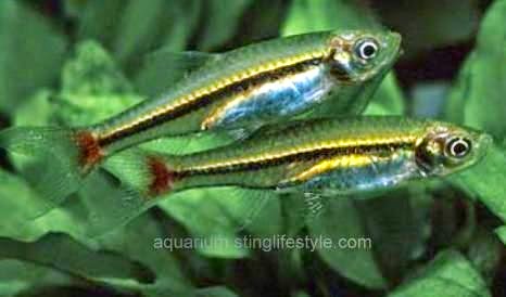 CHENNAI FREE CLASSIFIEDS: Black Line Rasbora Profile
