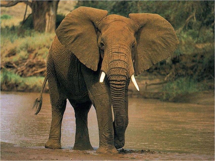 African Elephant - The Animal Life