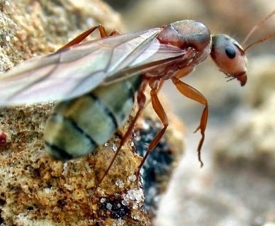 Cara Mengetahui Ratu Semut Rangrang ~ Ocehan burung