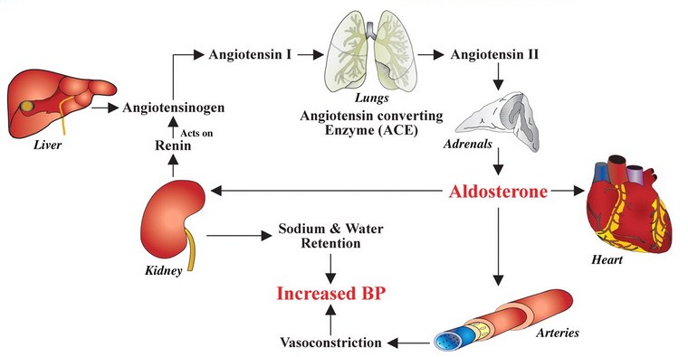 Mekanisme ACE-Inhibitor (Angiotensin Converting Enzime-Inhibitor)
