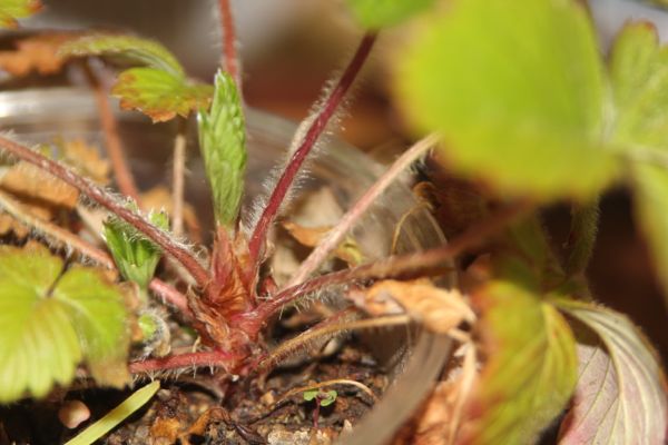 Mudflower: Strawberry x Raspberry Hybrid Experiment Update