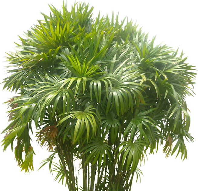 Tropical Plant Pictures: Rhapis Humilis ( Slender Lady Palm )