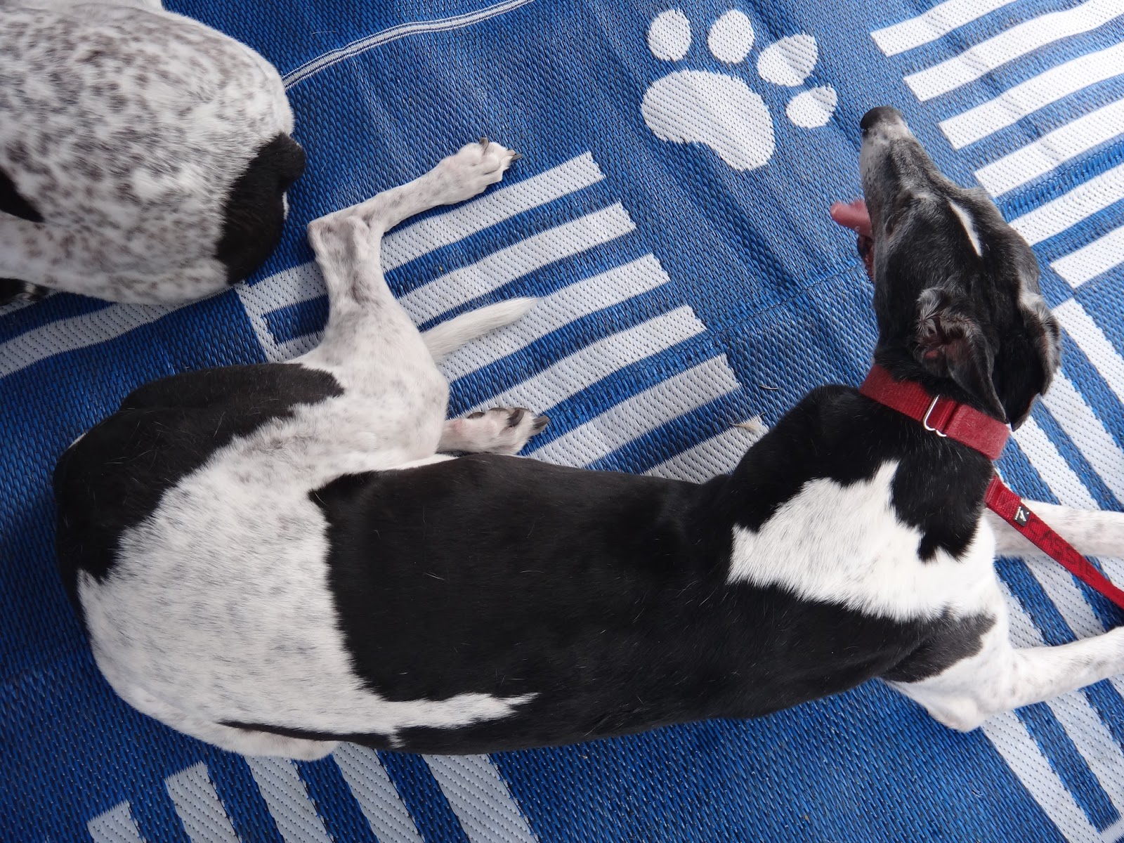 Northern Lights Greyhound Adoption Dog Blog: NLGA Photo Roundup ...