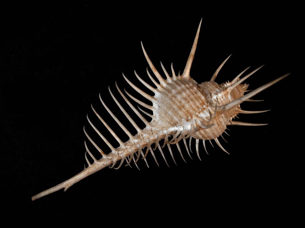 Real Monstrosities: Venus Comb Murex