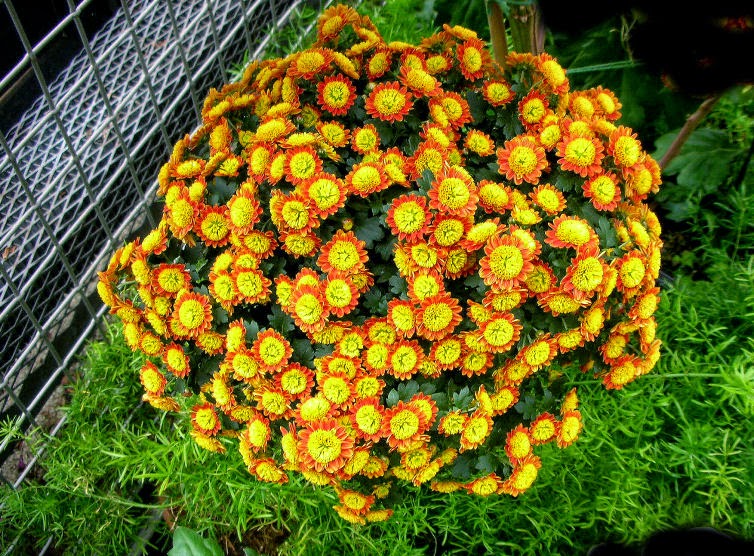 My Virtual Garden 2: Mum Day