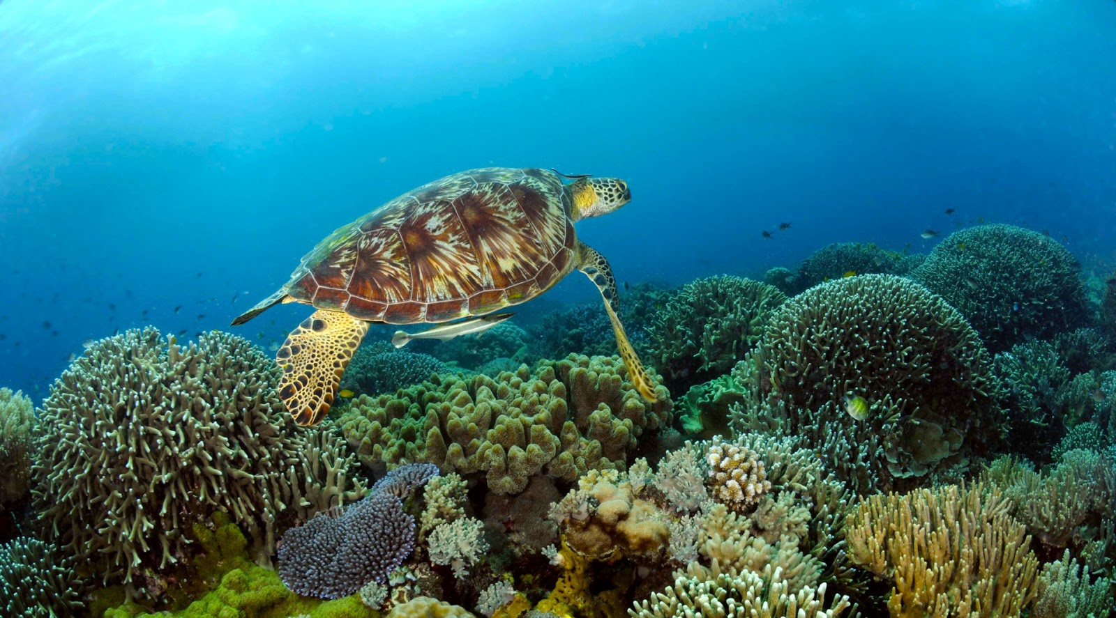 5 Must Visit Places in Palawan