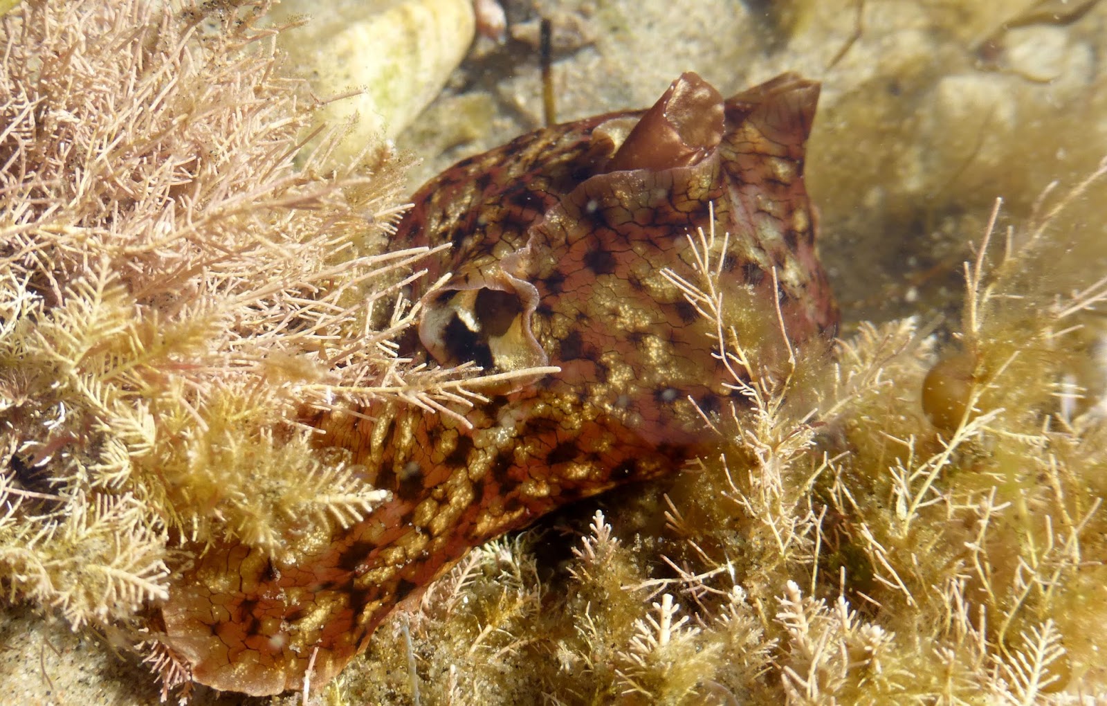 The Malibu Post: Gargantuan Gastropods