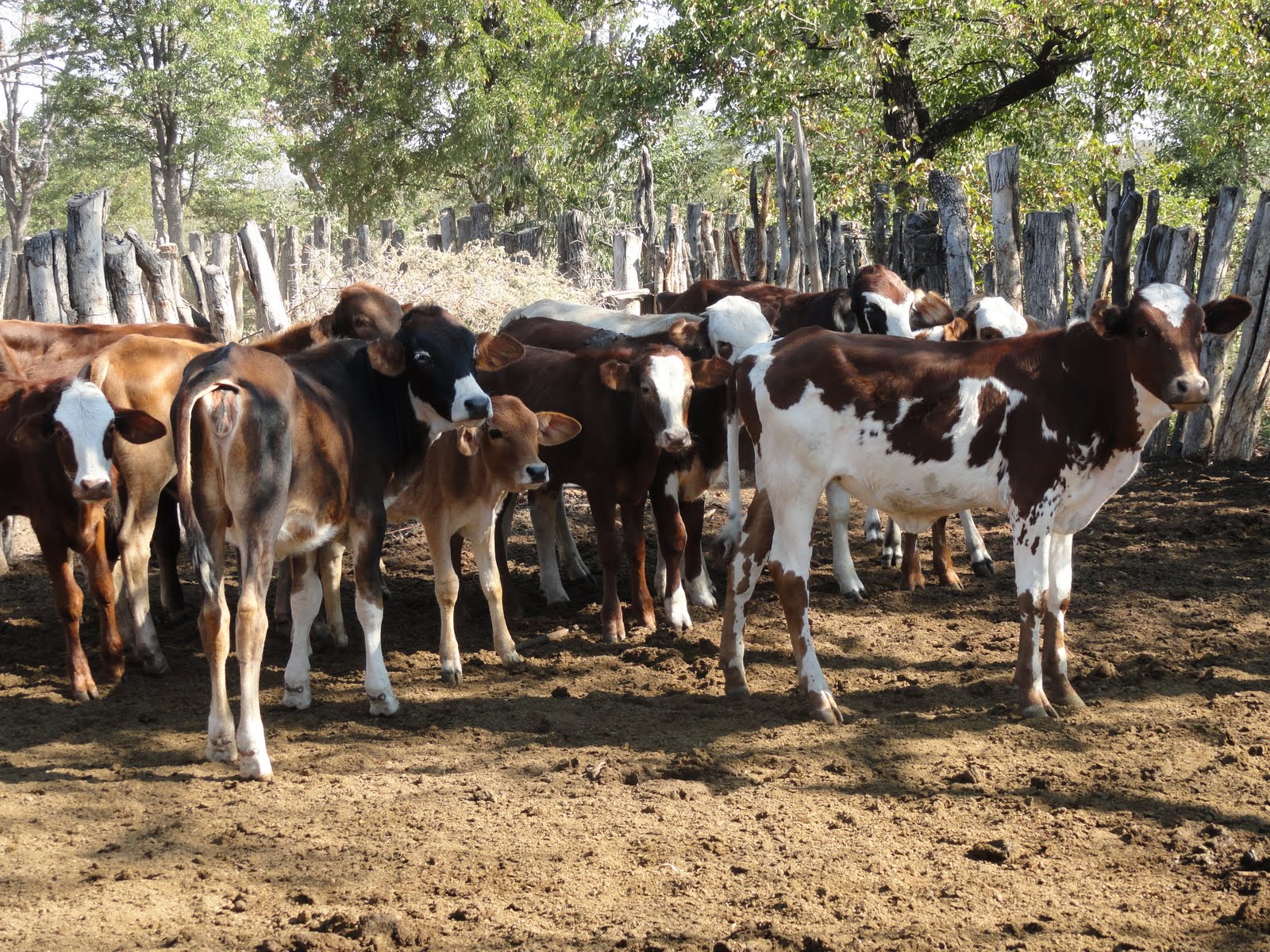 Jennifer's African Adventure: A visit to Amos' cattle post