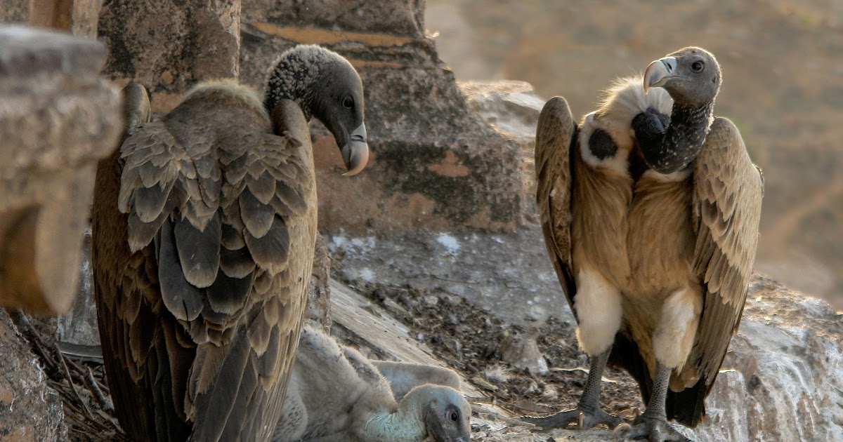 Disappearing Vultures from India | TechGape