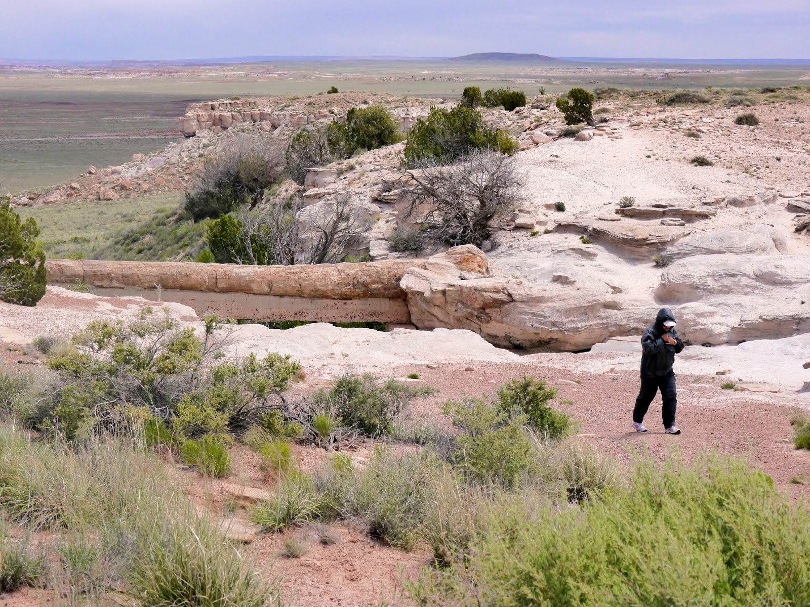 American Travel Journal: Agate Bridge - Petrified Forest National Park