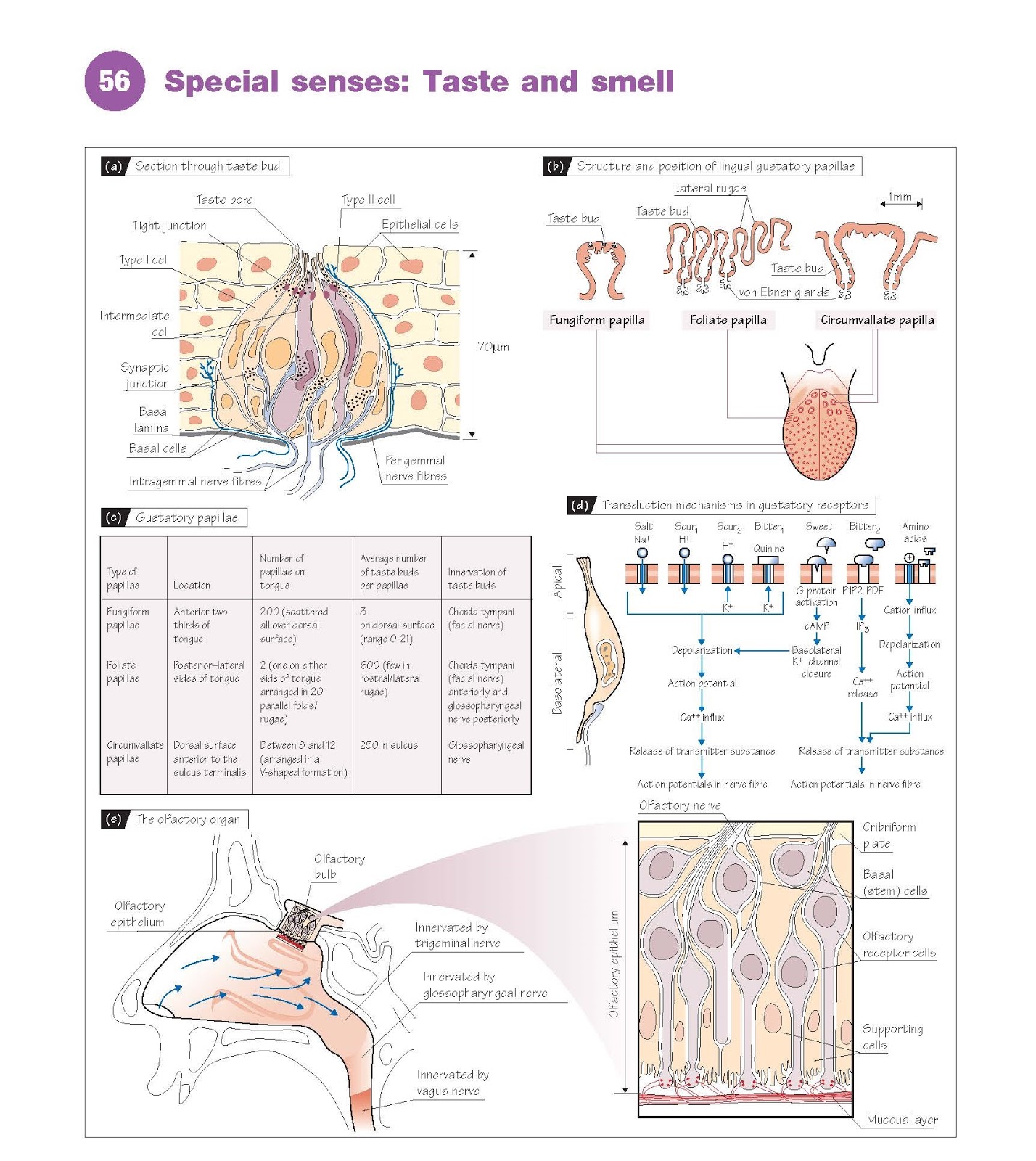 Special Senses: Taste and Smell - pediagenosis