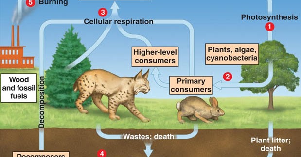 Komponen Biotik dan Abiotik, Pengertian, dan Contohnya - Lentera hidup4