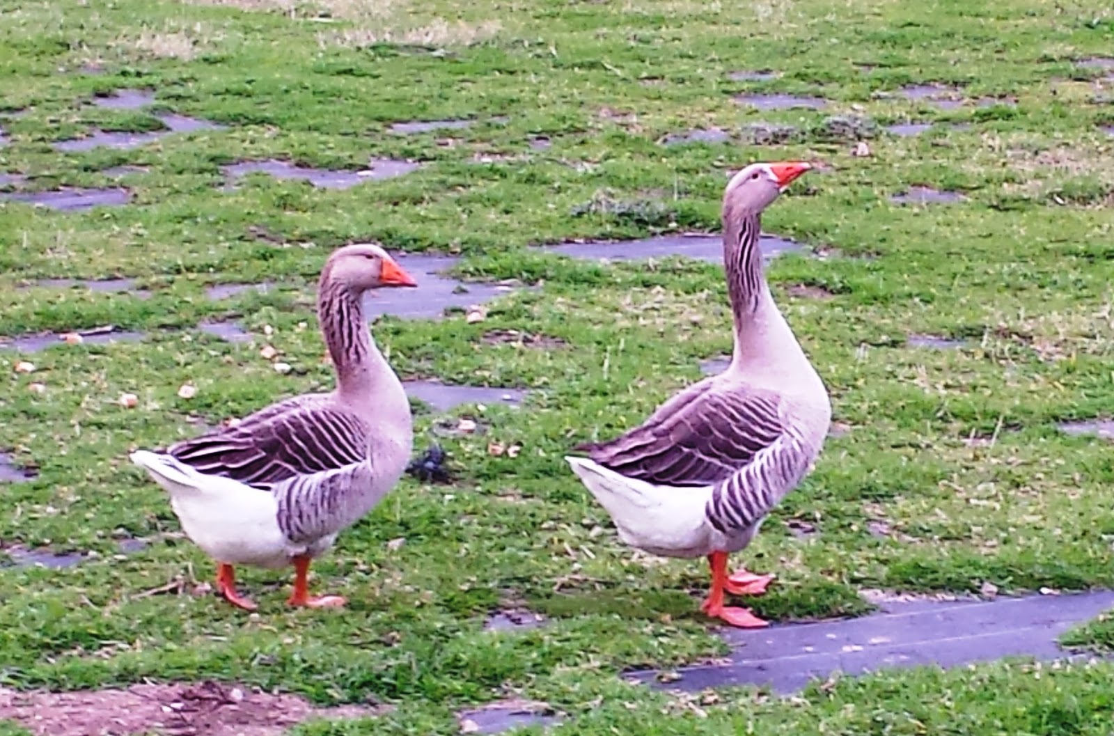 El rincón de Mundín: PATO A LA NARANJA GUISADO