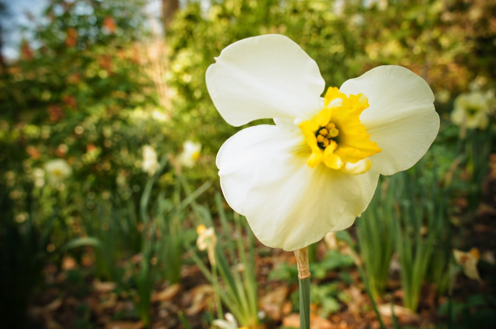 100 flowers royalty free pictures