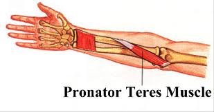Tom's Physiotherapy Blog: Medial and Lateral Epicondylitis (Golfers and ...