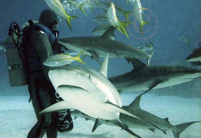 Info-Junction Blog: Sand Tiger Shark