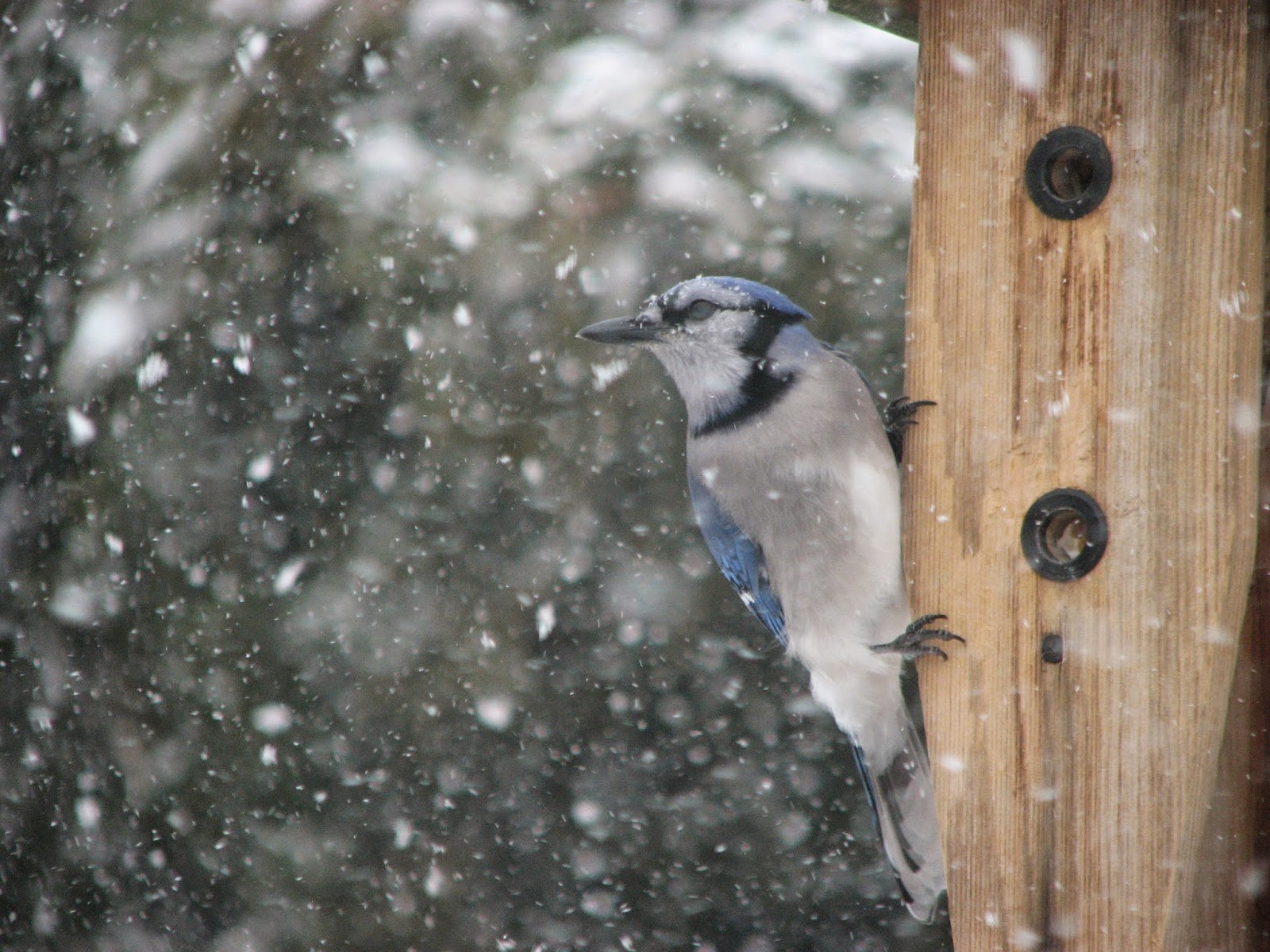 South Burlington birds: Snow Birds | Litter with a Story To Tell