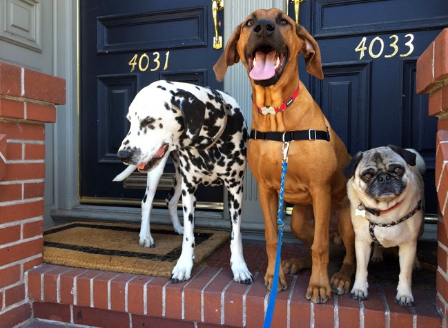 The Daily Puglet: HOW DID THIS HAPPEN?