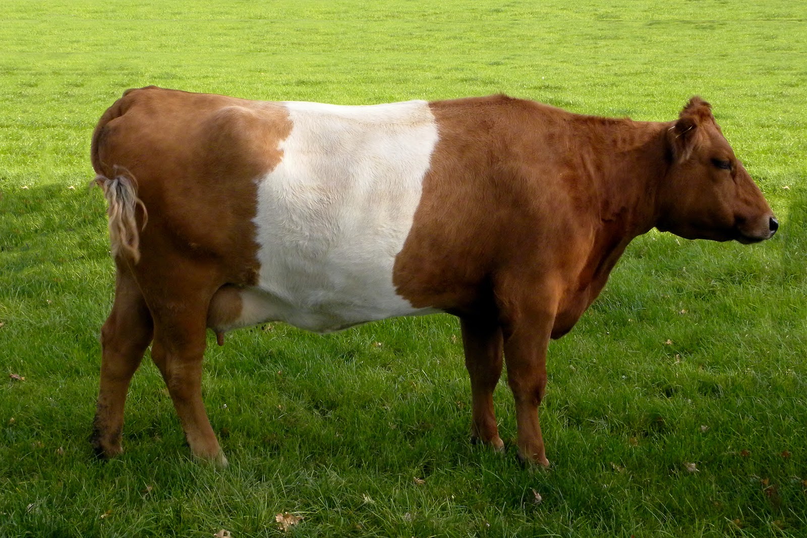 Groen Paradijs: Lakenvelder (rund)