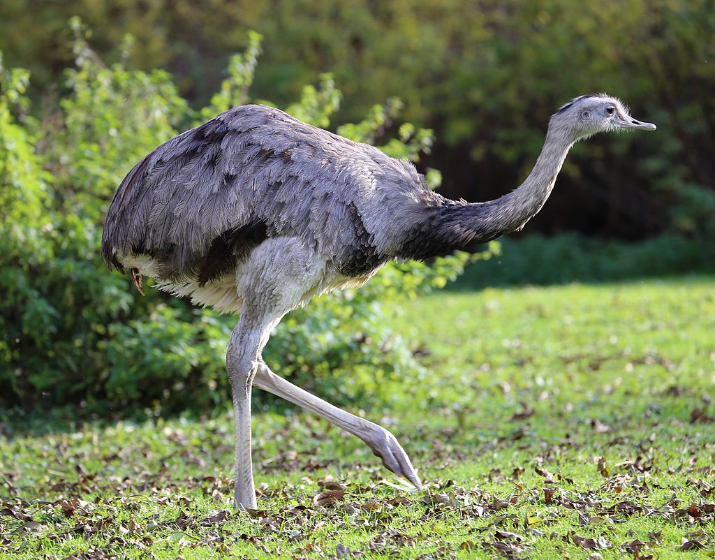Largest Living Bird: Greater Rhea |MyRokan