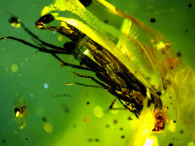 Microscope World Blog: November 2016