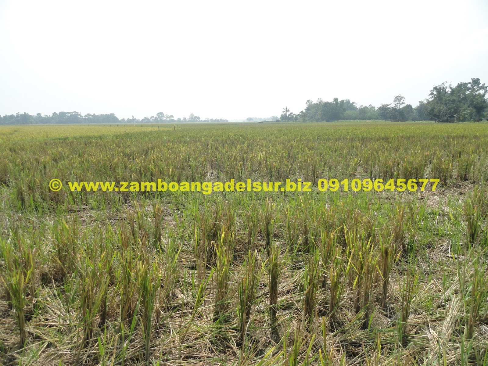 Zamboanga del Sur Properties: FOR SALE: 2.5 HECTARES RICE-FIELD AT ...