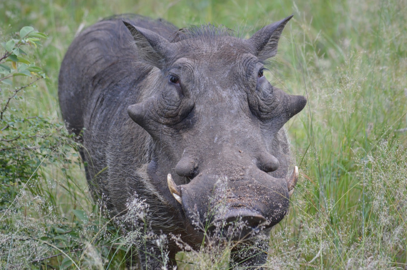 Food, Travel, and Random Thoughts