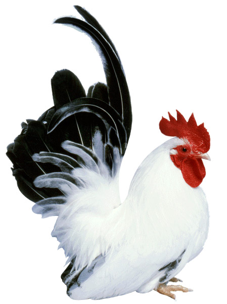 Sana pets: Chabo Bantam