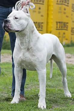 Perros de caza: DOGO ARGENTINO