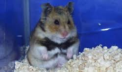 Chomiki-Chomik: Jakie są rasy chomików