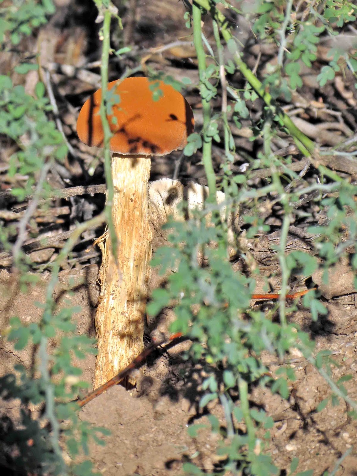 Desert Colors: Mushrooms