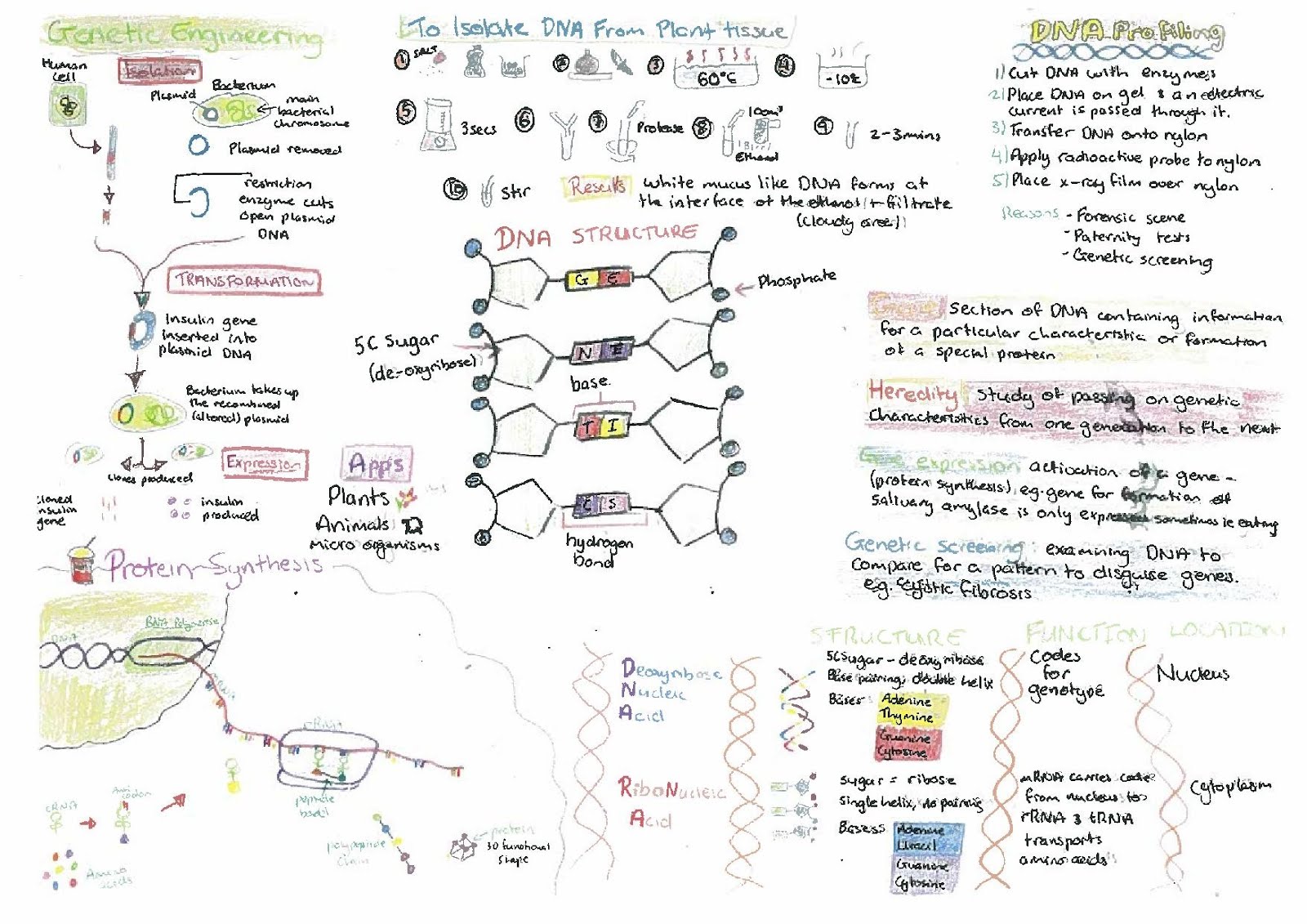 Magh Sci: Genetics - Mind Maps