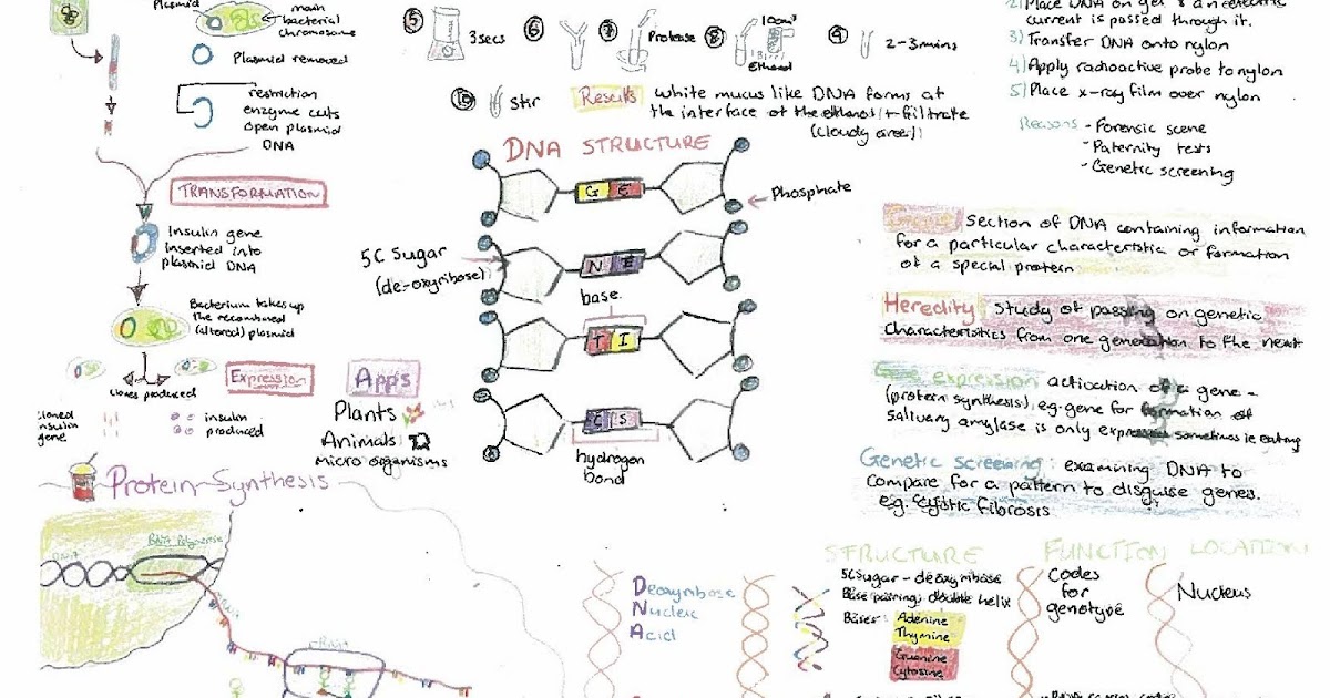 Magh Sci: Genetics - Mind Maps