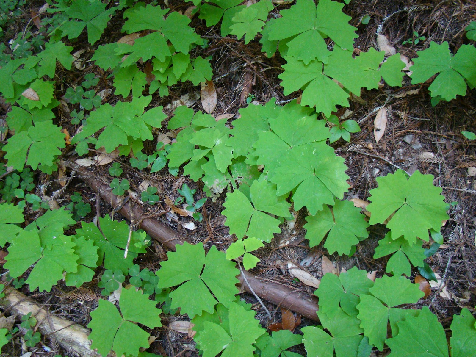 Leaves of Plants: Achlys