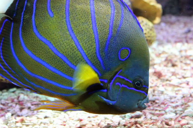 Blue Striped Angelfish