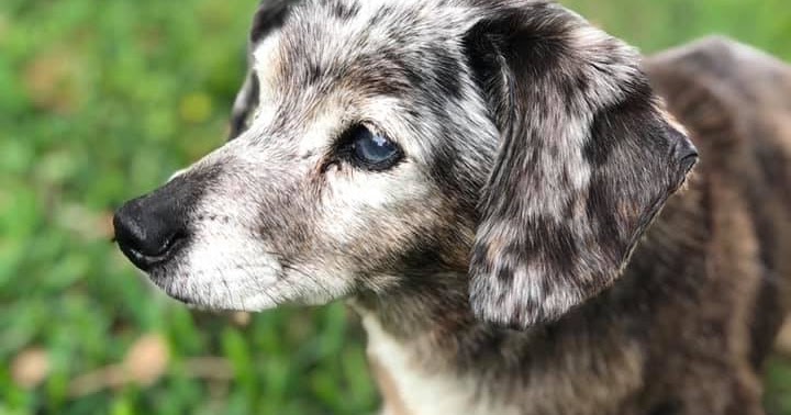 Faithful Friends Pet Cremation: "Mallie" Cutting