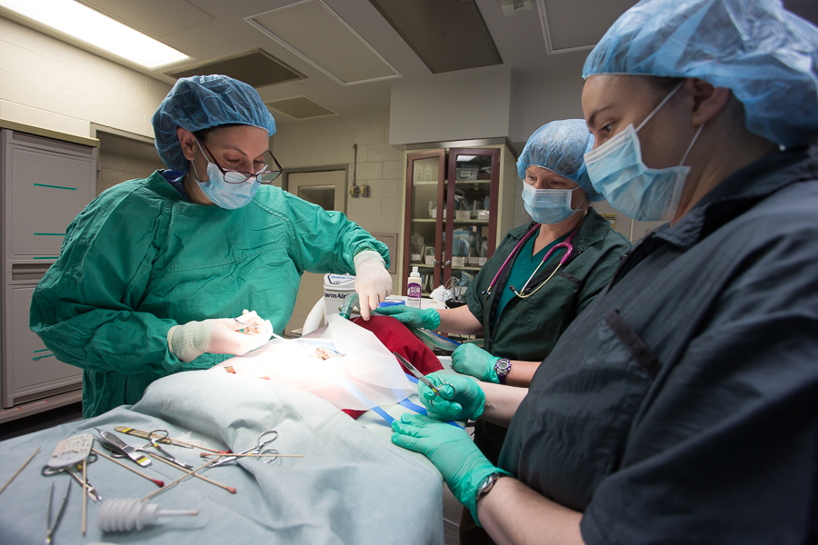 Zoo vets perform surgery on lizard that weighs less than one pound
