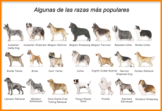 MASCOTAS: E AQUÍ UNAS DE LAS RAZAS DE PERROS MÁS FAMOSAS