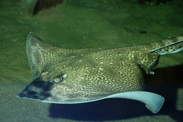 Especies marinas de interes bromatologico: Raja clavata (Linnaeus 1758 ...