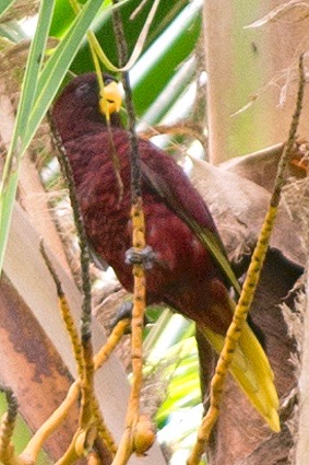 Across the Pacific with the Tropical Research Initiative: Day 11 • 6 ...