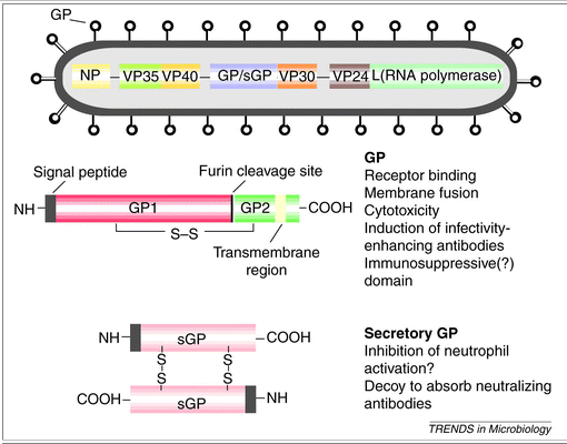 Rule of 6ix: Investigating how ebola kills - one receptor at a time