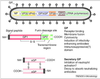 Rule of 6ix: Investigating how ebola kills - one receptor at a time