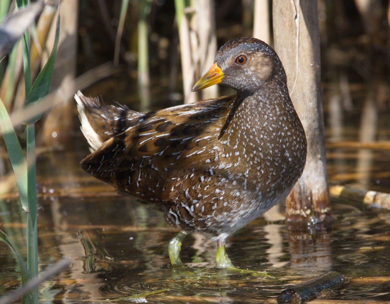 Dominic's Field Photos: All three crakes