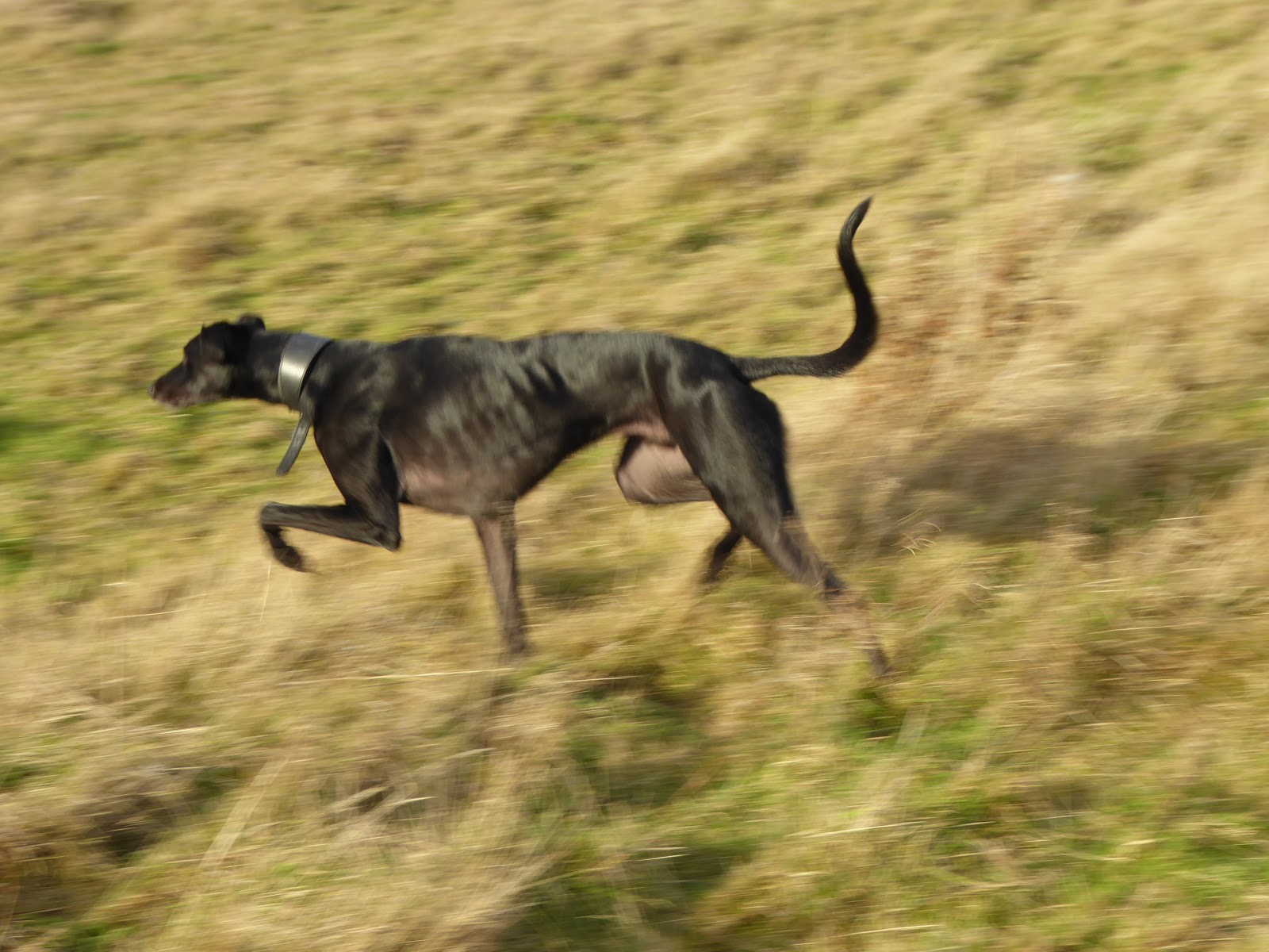 Dog Blog: Ozzy and all the black dogs, chasing crows and splashing about