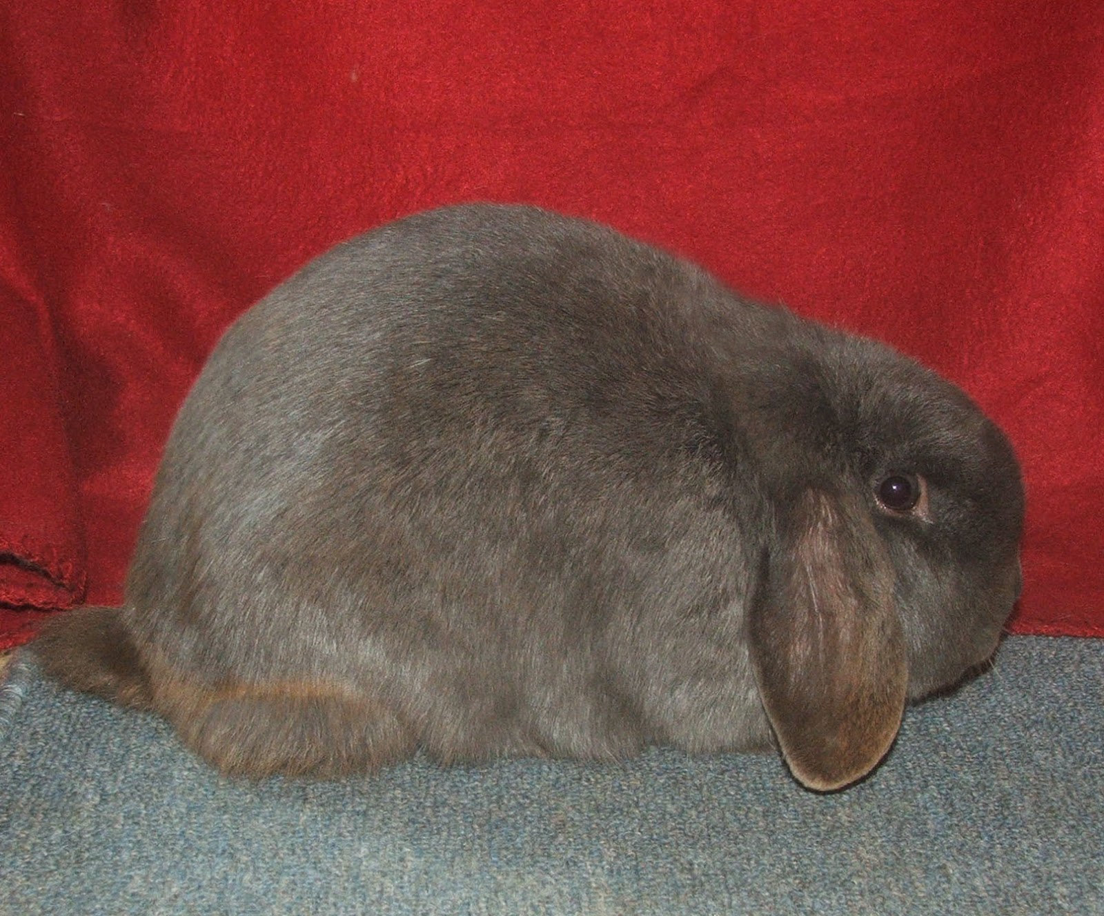 The Thicket Rabbitry Blog: Which Breed is Right For Me?
