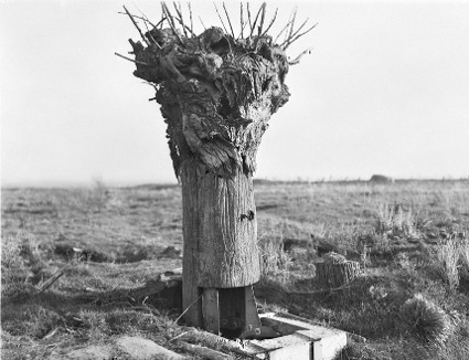 Can't see the tree for the wood..... | WW2Talk