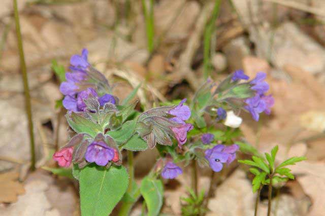 ORB IN LUMEA SURZILOR: "Romanisme" din natura